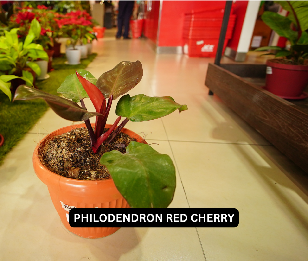 ASSORTED LIVE PLANTS - GreenHeart - Green Living Essentials