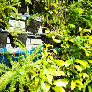 Live Plants - GreenHeart
